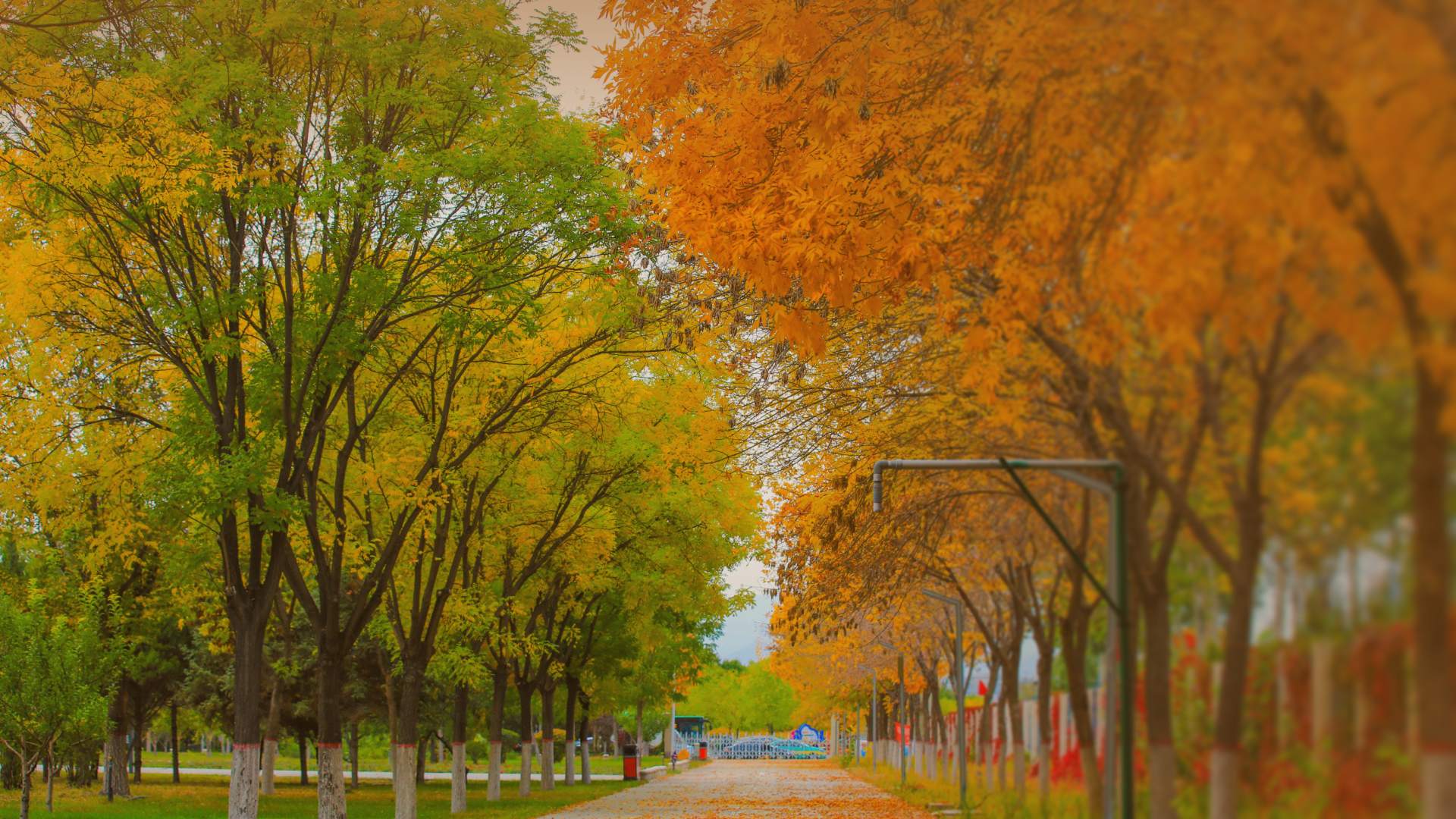 Copyright ©Ningxia University All Rights Reserved 宁夏大学